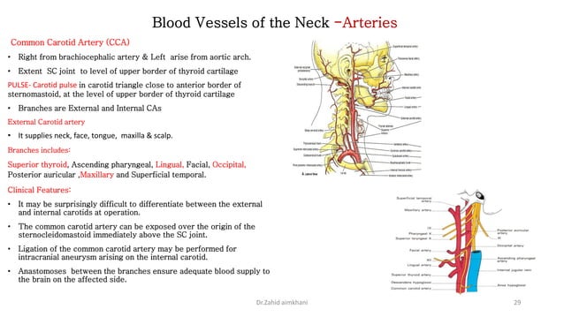NECK anatomy muscles with clinical anatomy.pdf