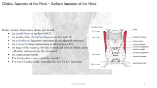NECK anatomy muscles with clinical anatomy.pdf