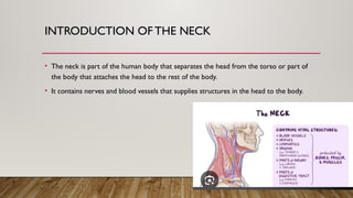 NECK AND ELBOW CT PROTOCOLS group 10.pptx