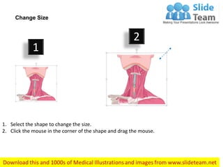 Neck anterior view medical images for power point | PDF