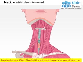 Neck anterior view medical images for power point | PDF