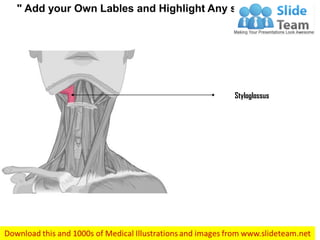 Neck anterior view medical images for power point | PDF