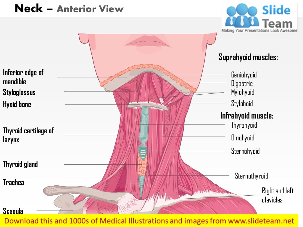 Neck anterior view medical images for power point
