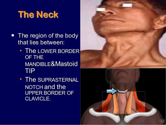 Surgical Anatomy Of The Head And Neck