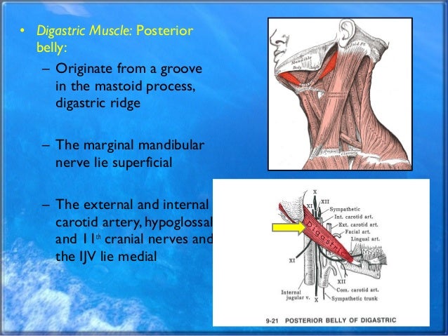 Neck dissection