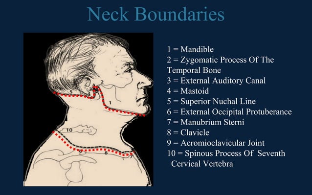Neck dissection | PPT