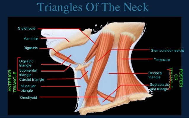 Neck dissection