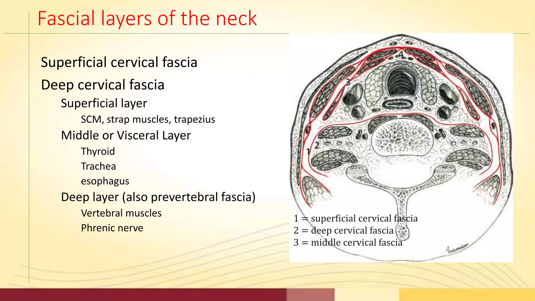 Neck dissection | PPTX