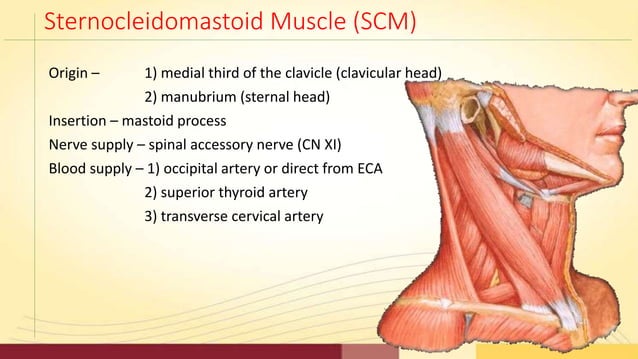Neck dissection | PPTX