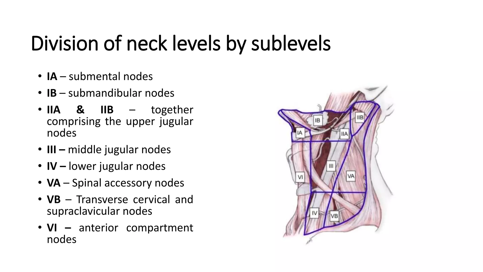 Neck Dissection.pptx