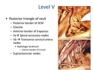 Posterior Triangle Of Neck Dissection