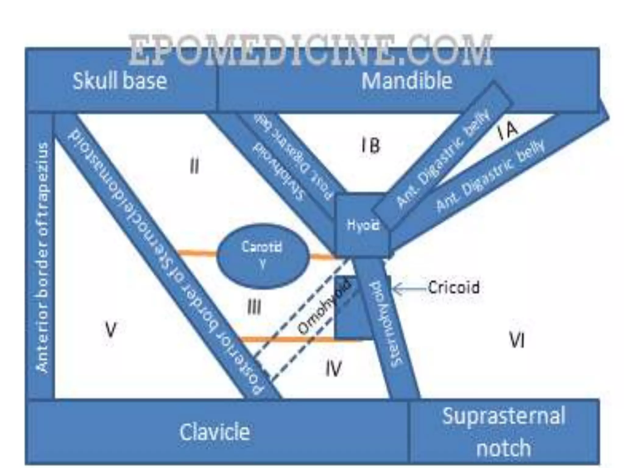 Neck dissection procedure | PPTX