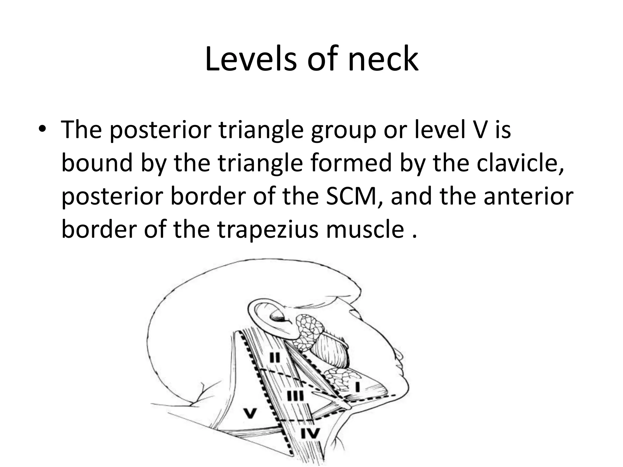 Neck dissection procedure | PPTX