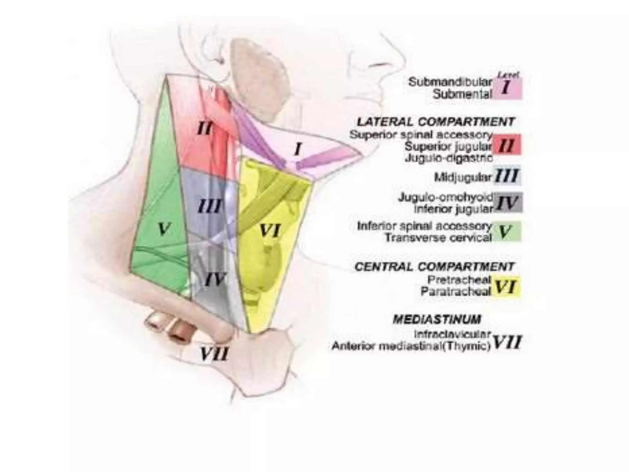 Neck dissection procedure | PPTX