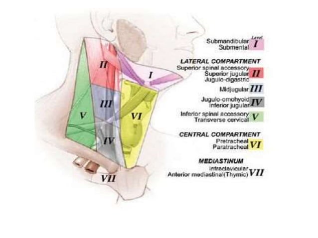 Neck dissection procedure | PPTX