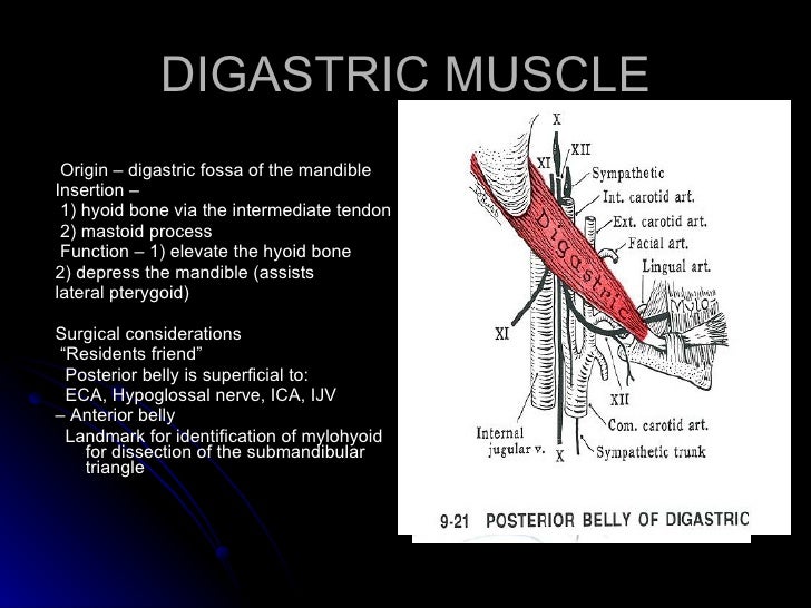 Neck Dissections