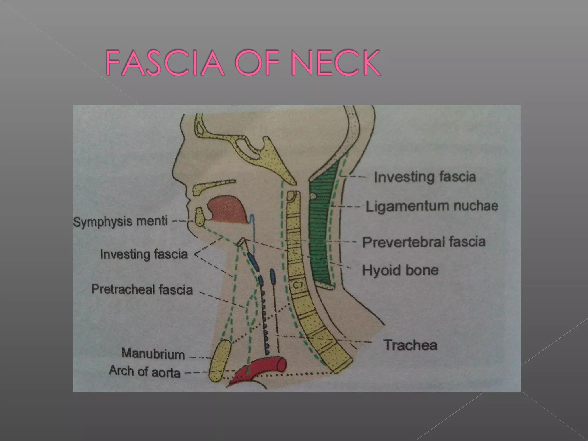Neck dissections | PPT
