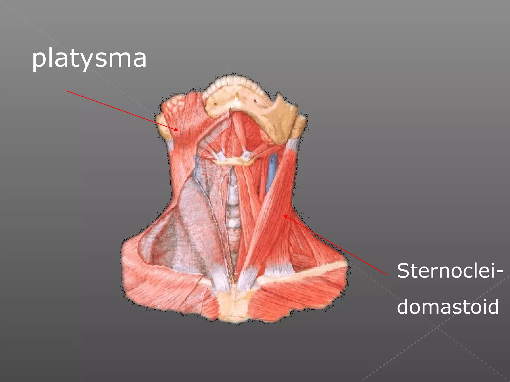 Neck dissections | PPT