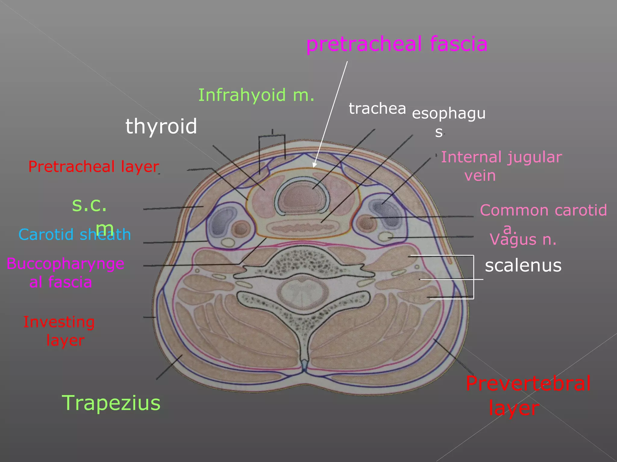 Neck dissections | PPT