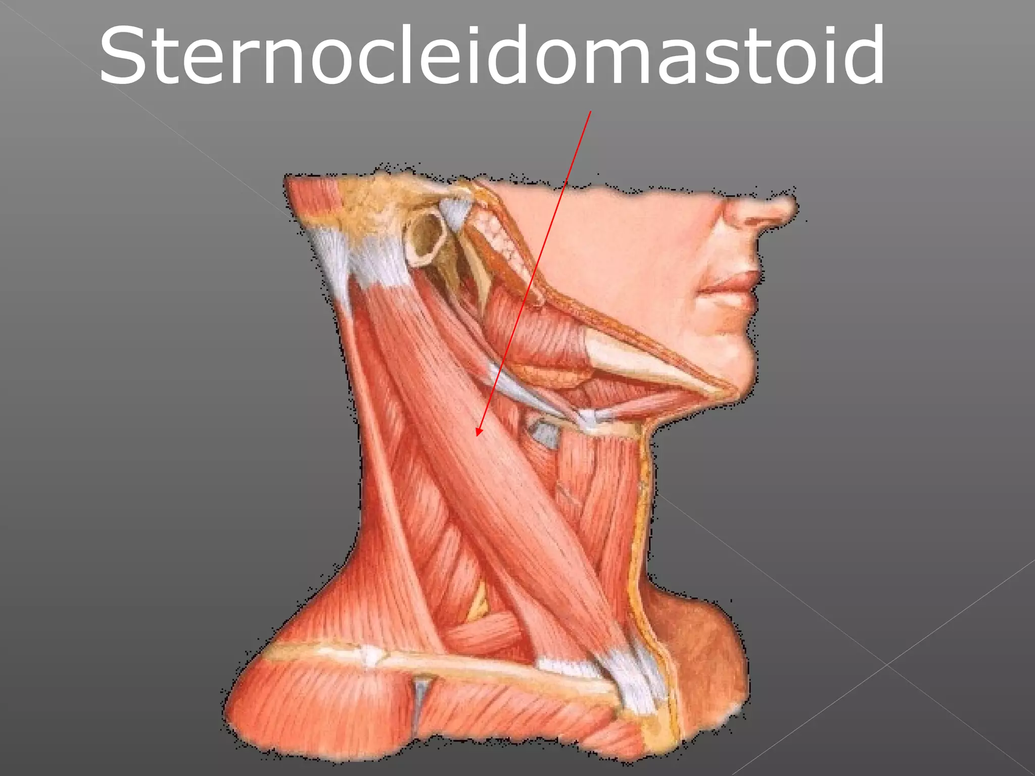 Neck dissections | PPT