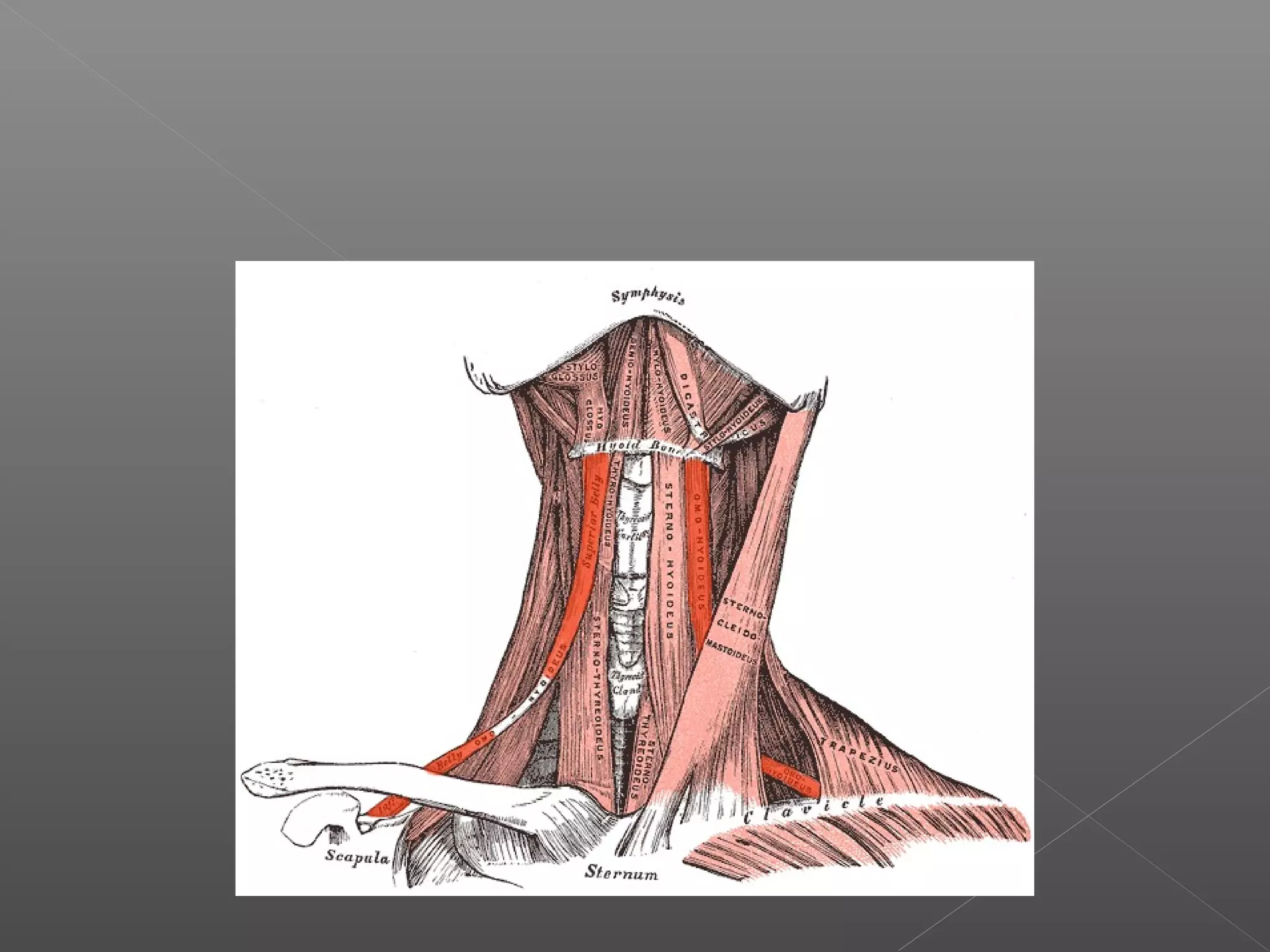 Neck dissections | PPT