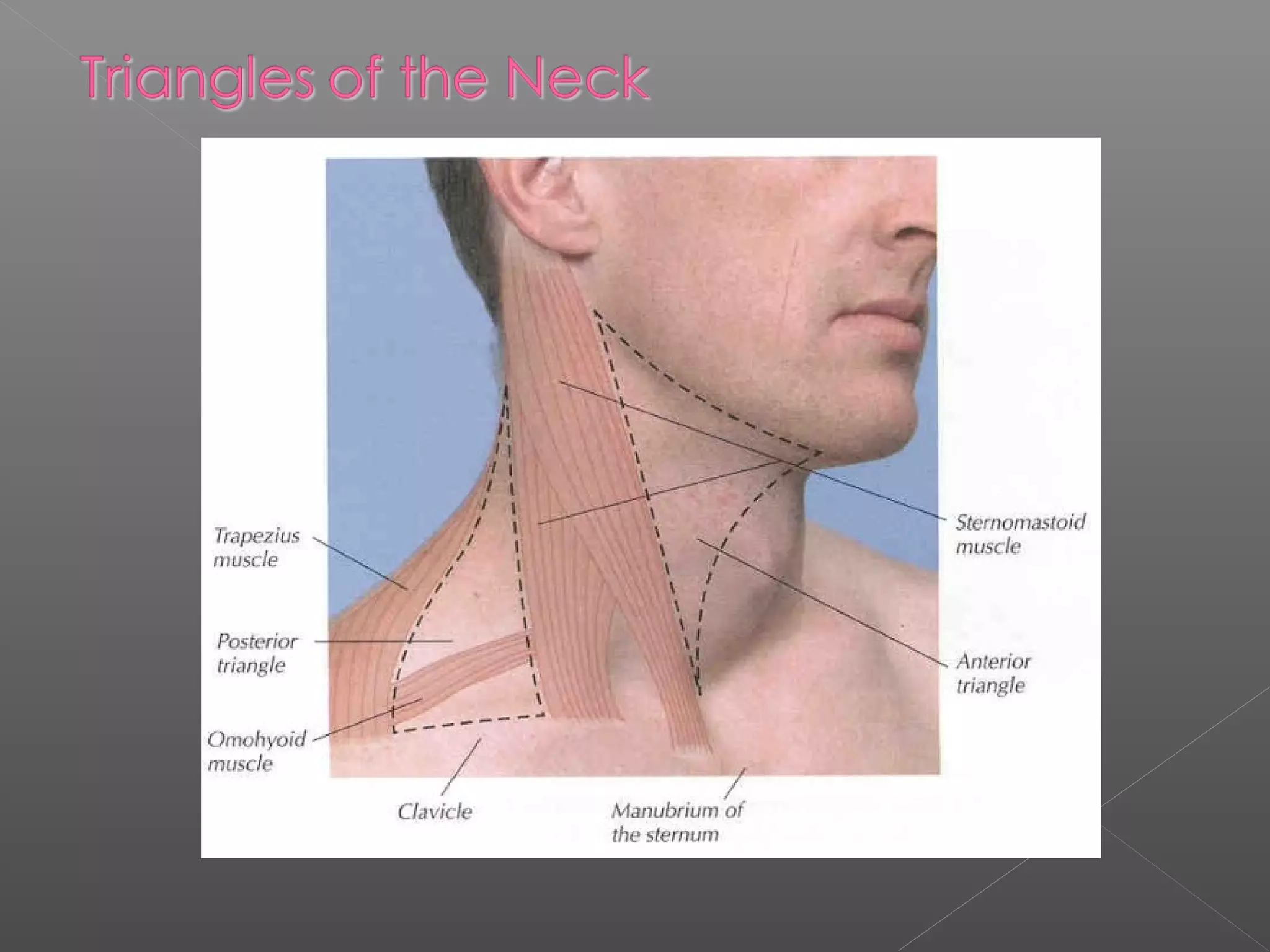 Neck dissections | PPT