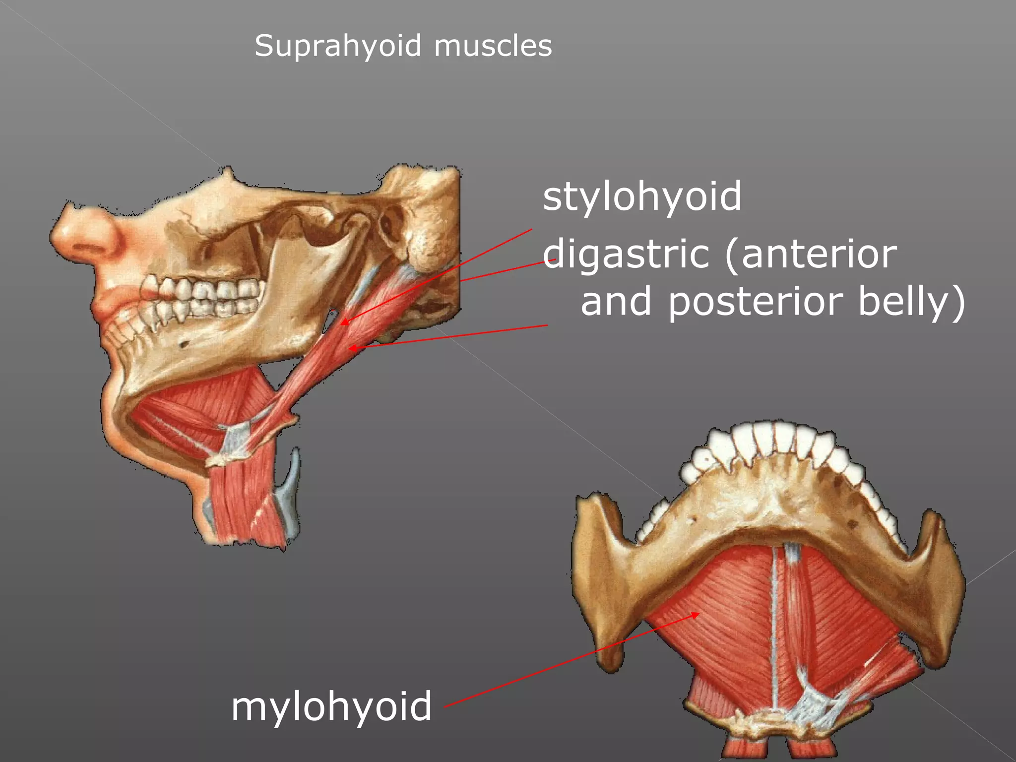 Neck dissections | PPT