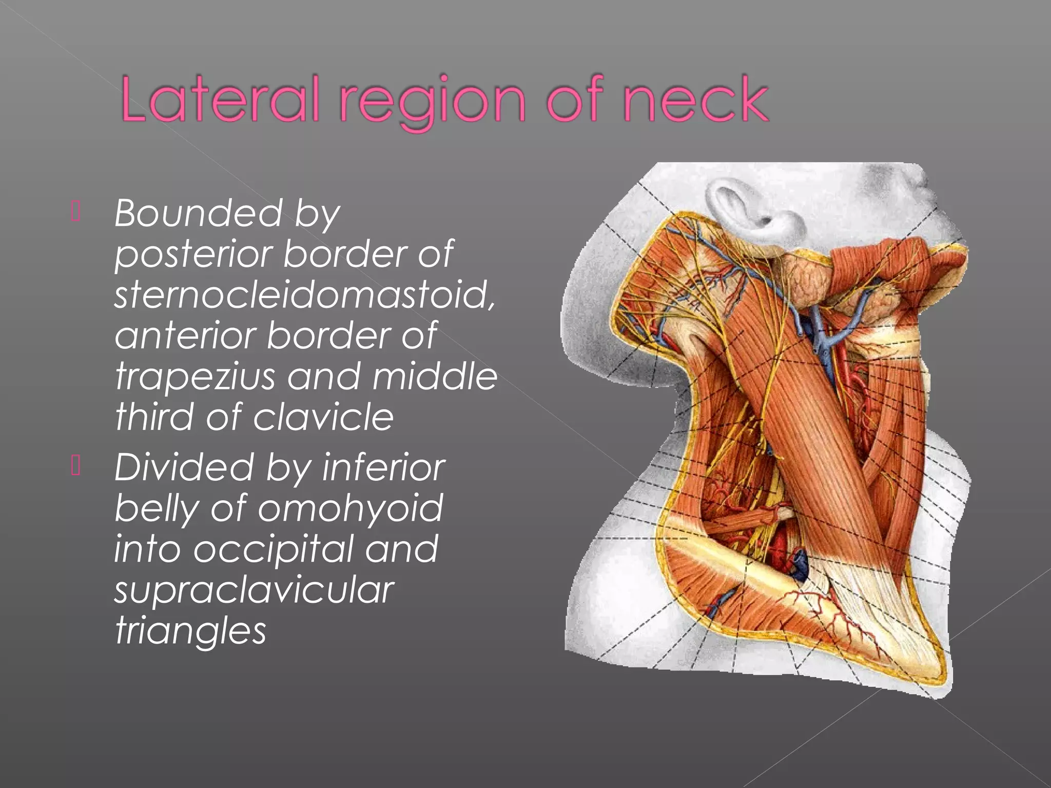 Neck dissections | PPT