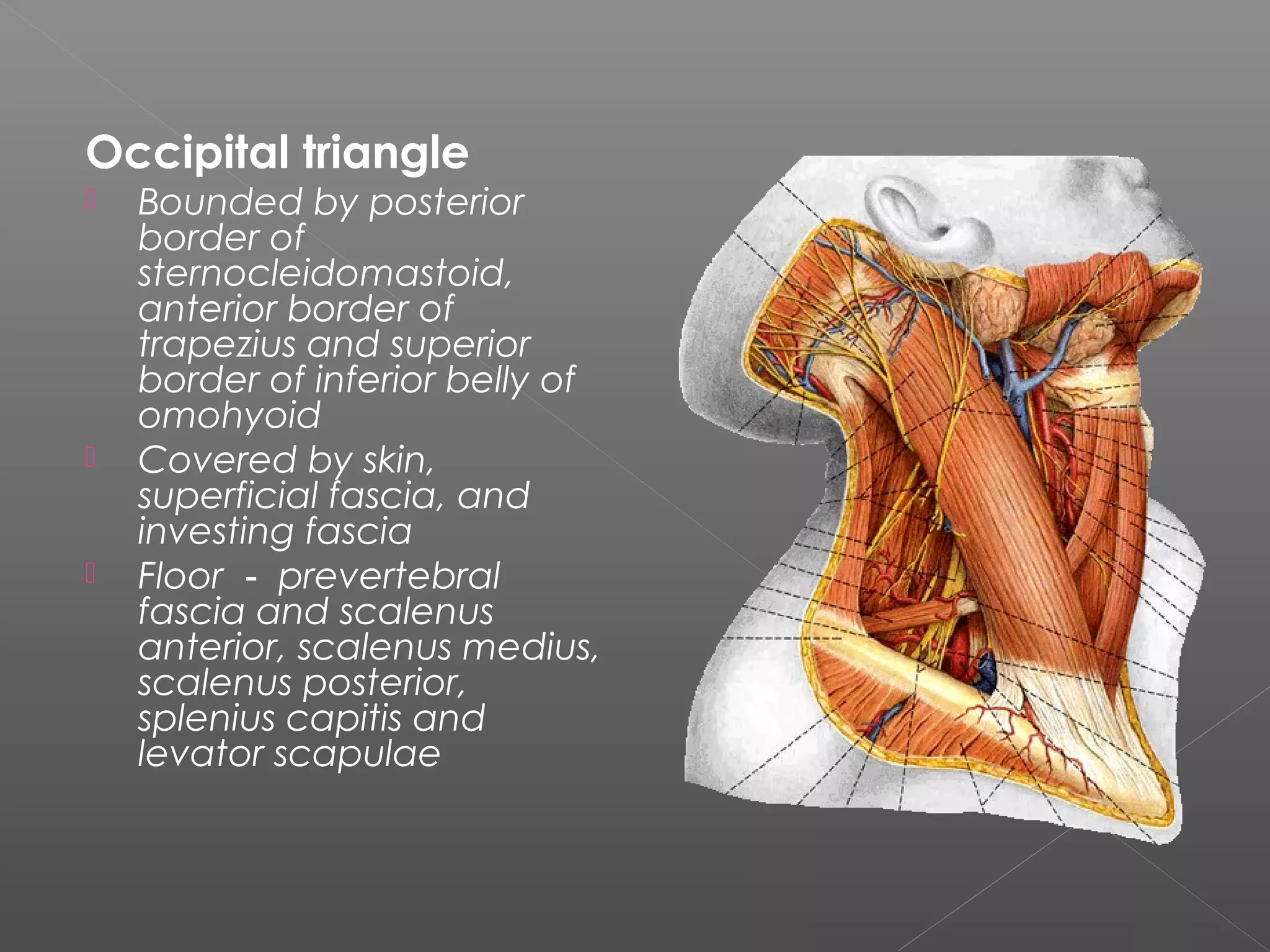 Neck dissections | PPT