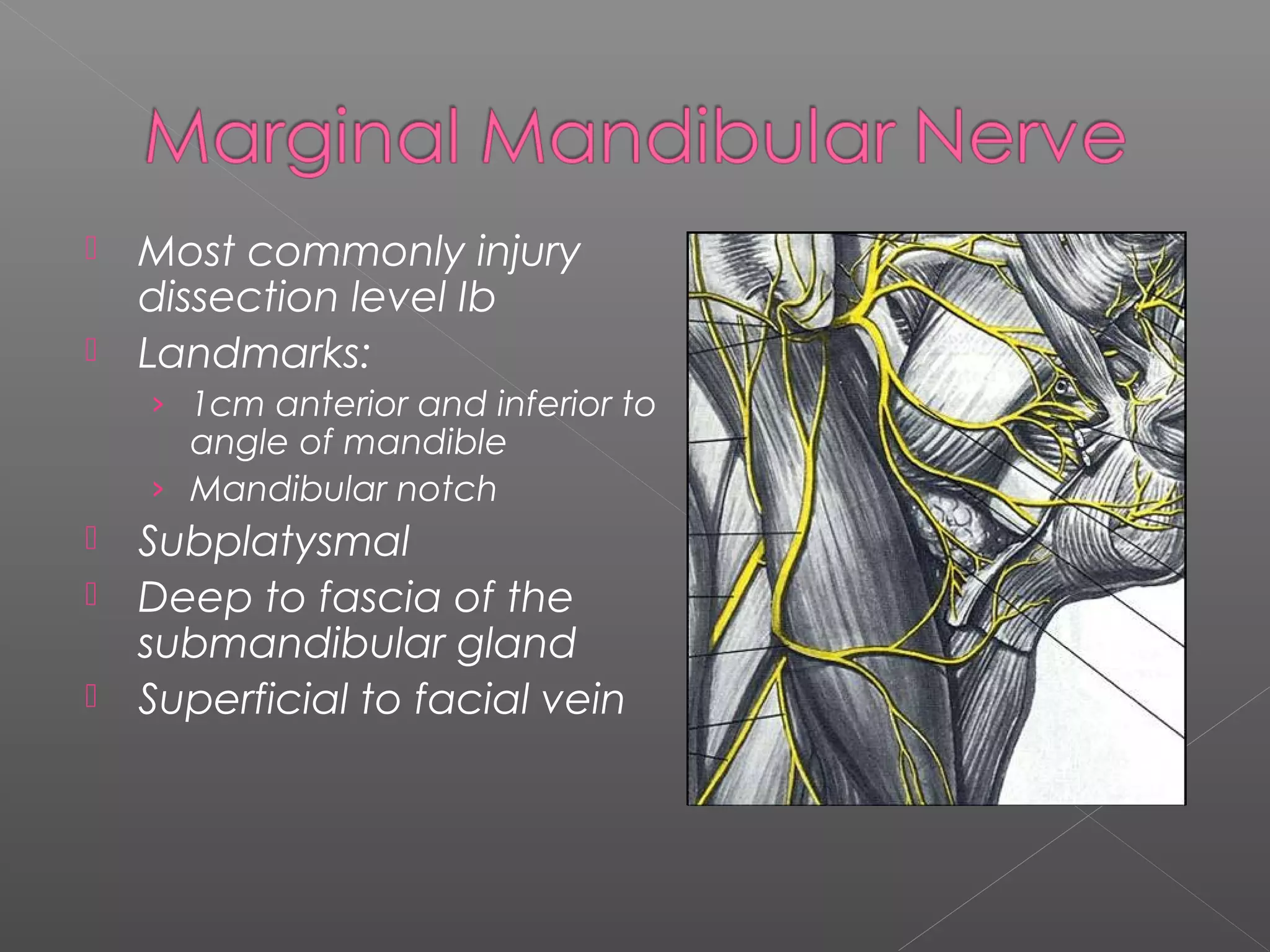 Neck dissections | PPT