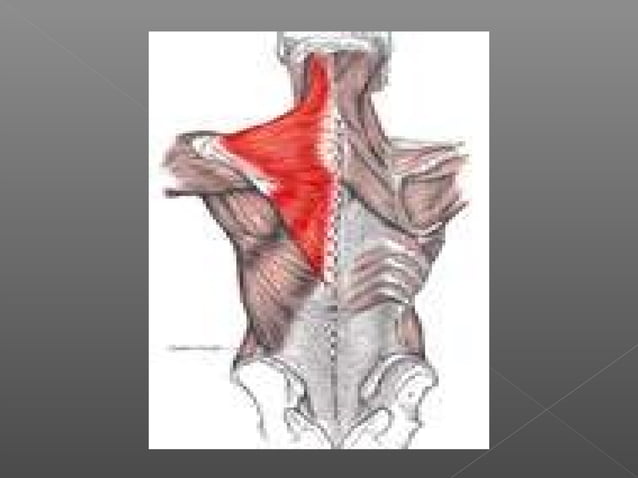 Neck dissections | PPT