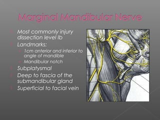 Central Neck Dissection Technique
