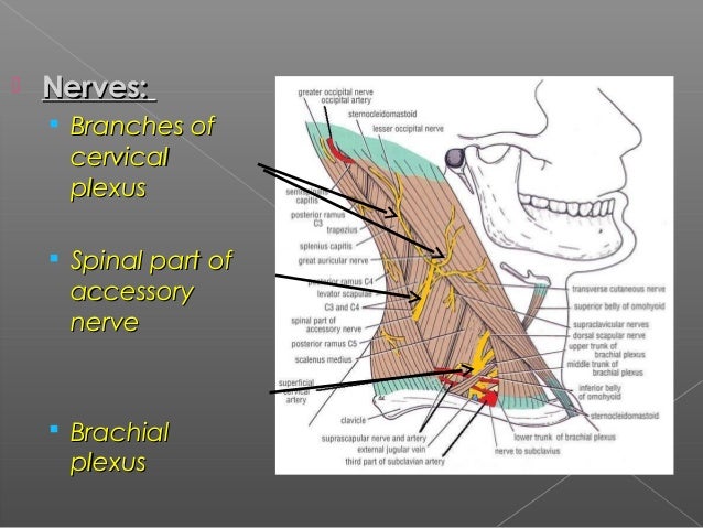Neck dissections