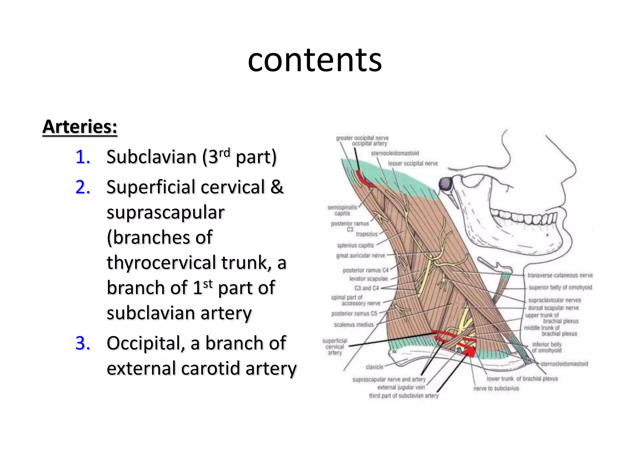 Neck dissections | PPTX