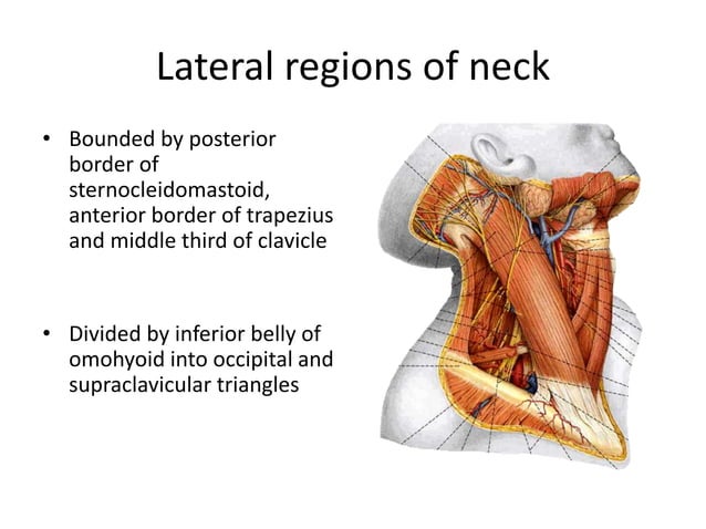 Neck dissections | PPTX | Death, Injury, or Military Conflict ...