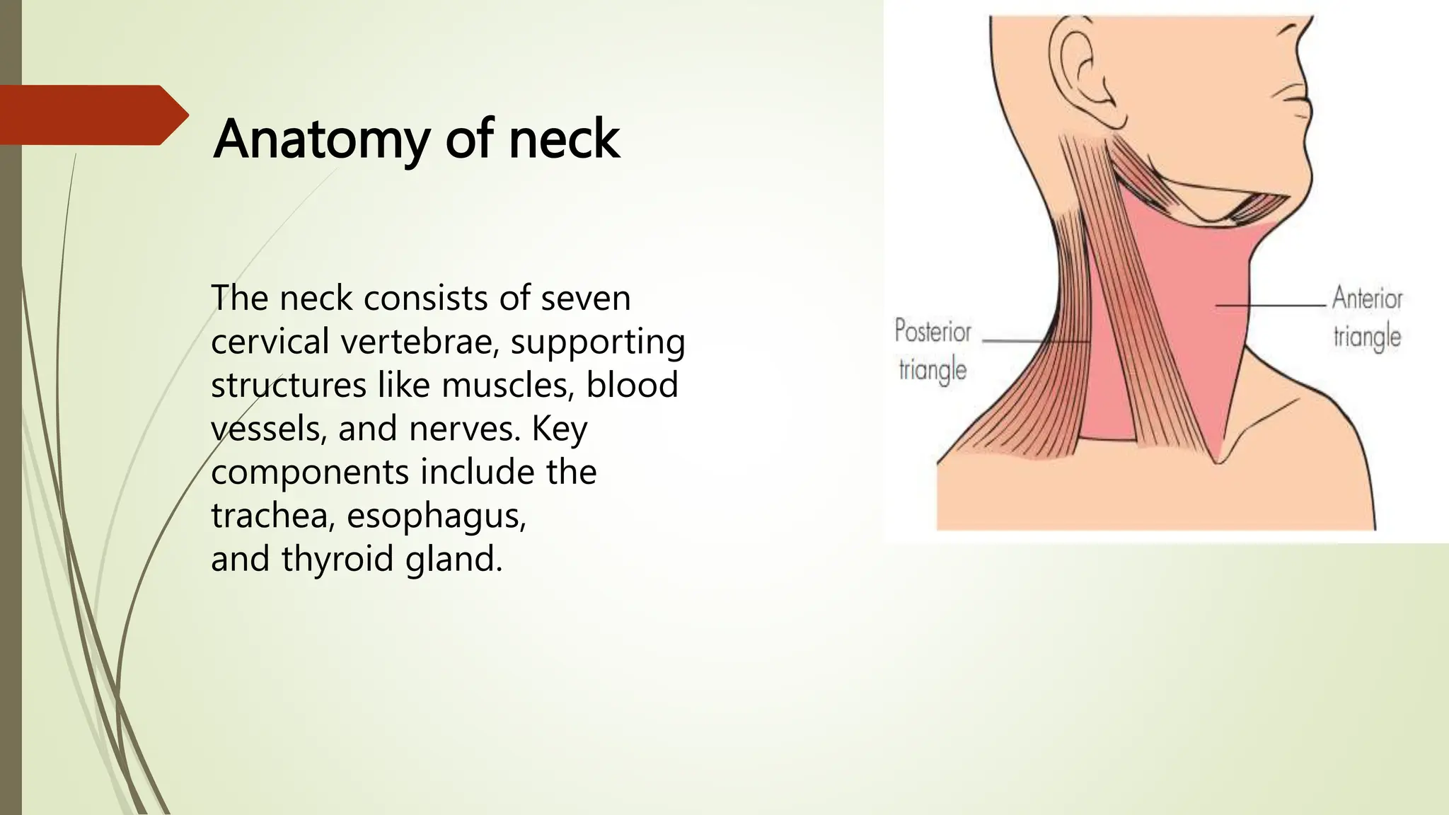 neck exam.pptx cervical lymph node examination | PPTX