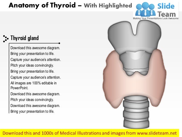 Hyoid Bone And Thyroid Gland