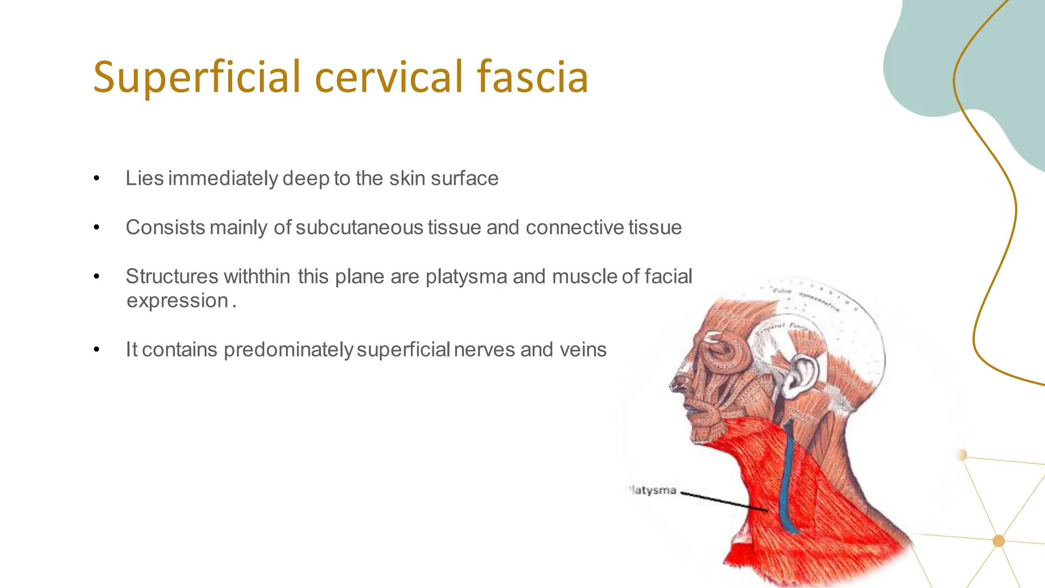 neck infections - neck infections neck infection | PDF