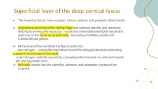 neck infections - neck infections neck infection | PDF