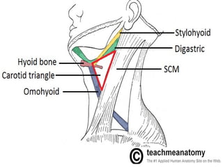 Swollen Submental Triangle