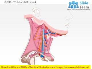 Neck lateral view medical images for power point | PDF
