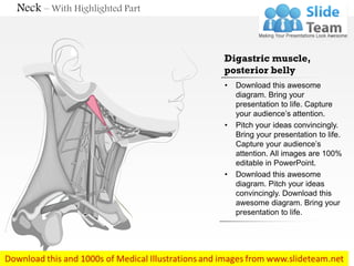 Neck lateral view medical images for power point | PDF