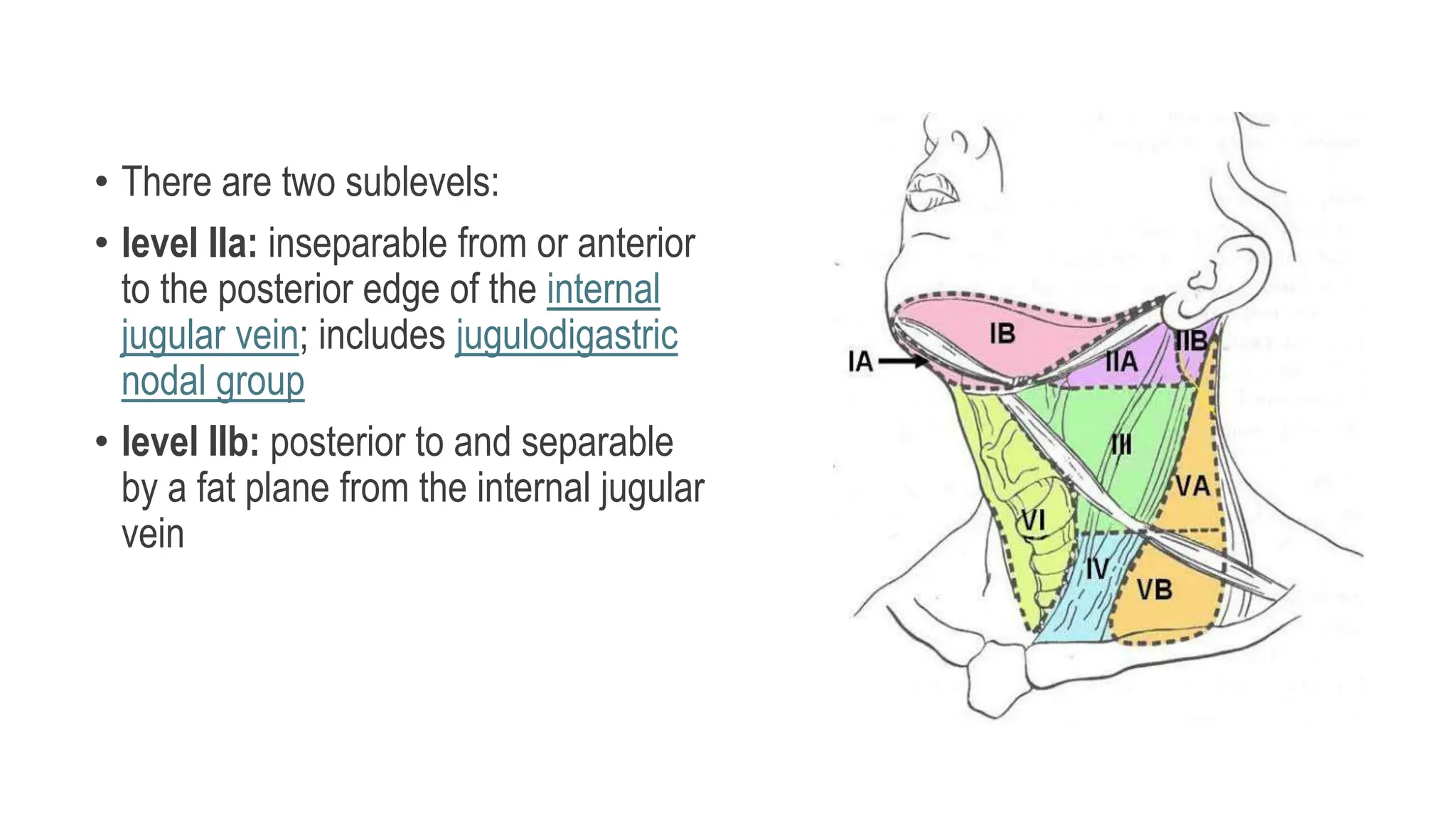 Neck Levels.. a presentation of the various Neck Levels | PPTX