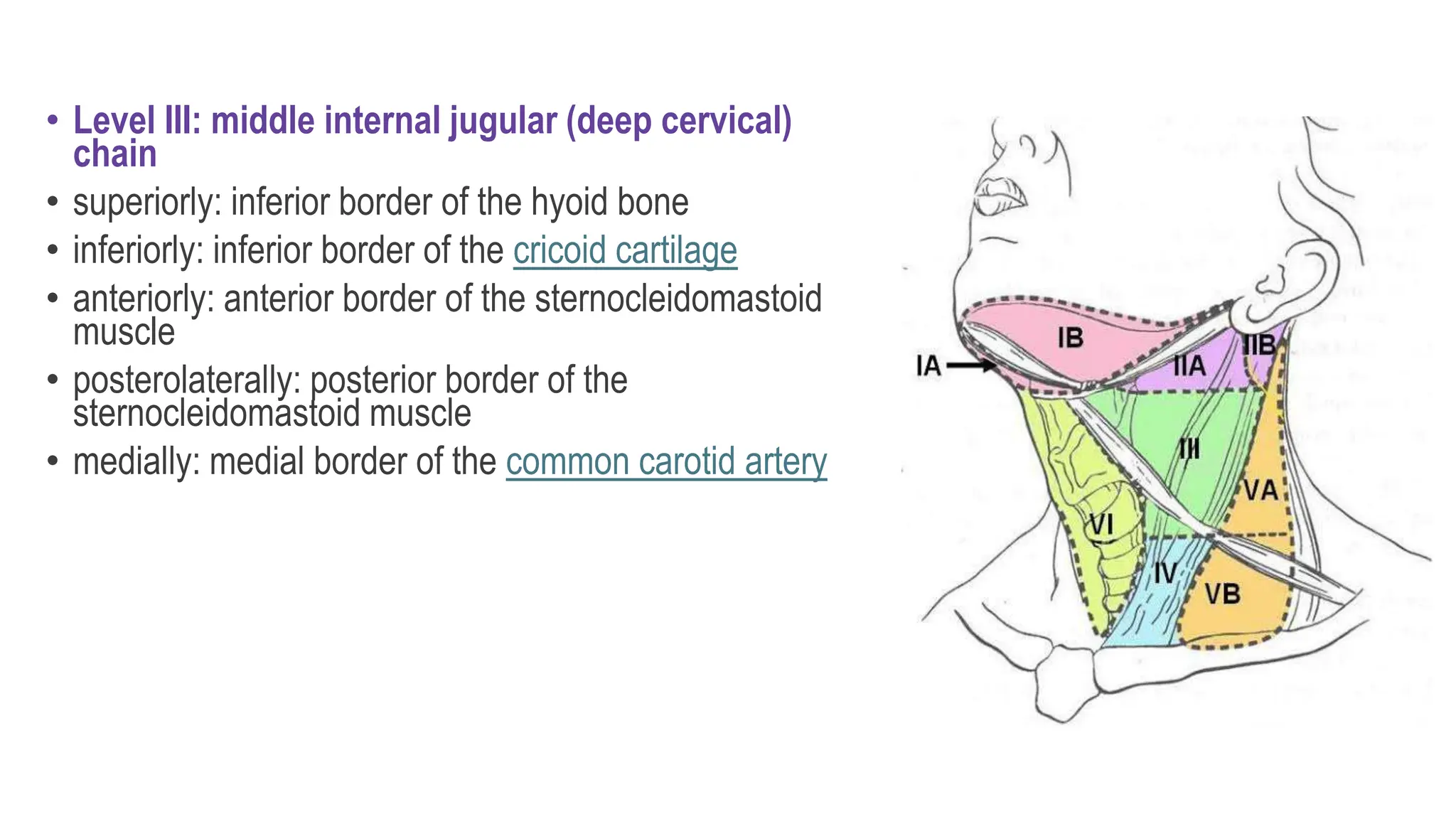 Neck Levels.. a presentation of the various Neck Levels | PPTX
