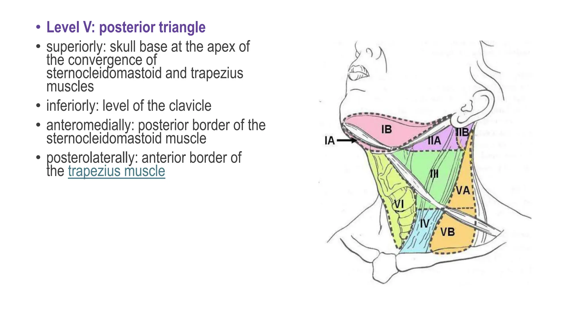 Neck Levels.. a presentation of the various Neck Levels | PPTX