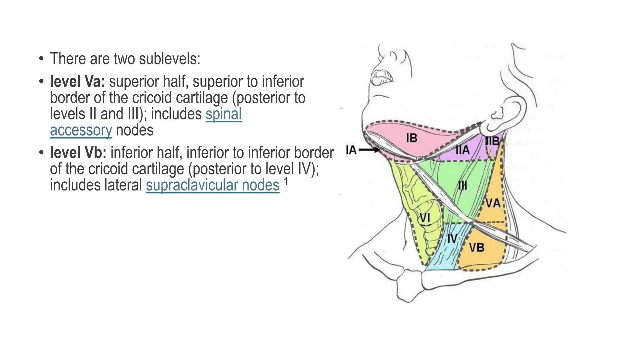 Neck Levels.. a presentation of the various Neck Levels | PPTX