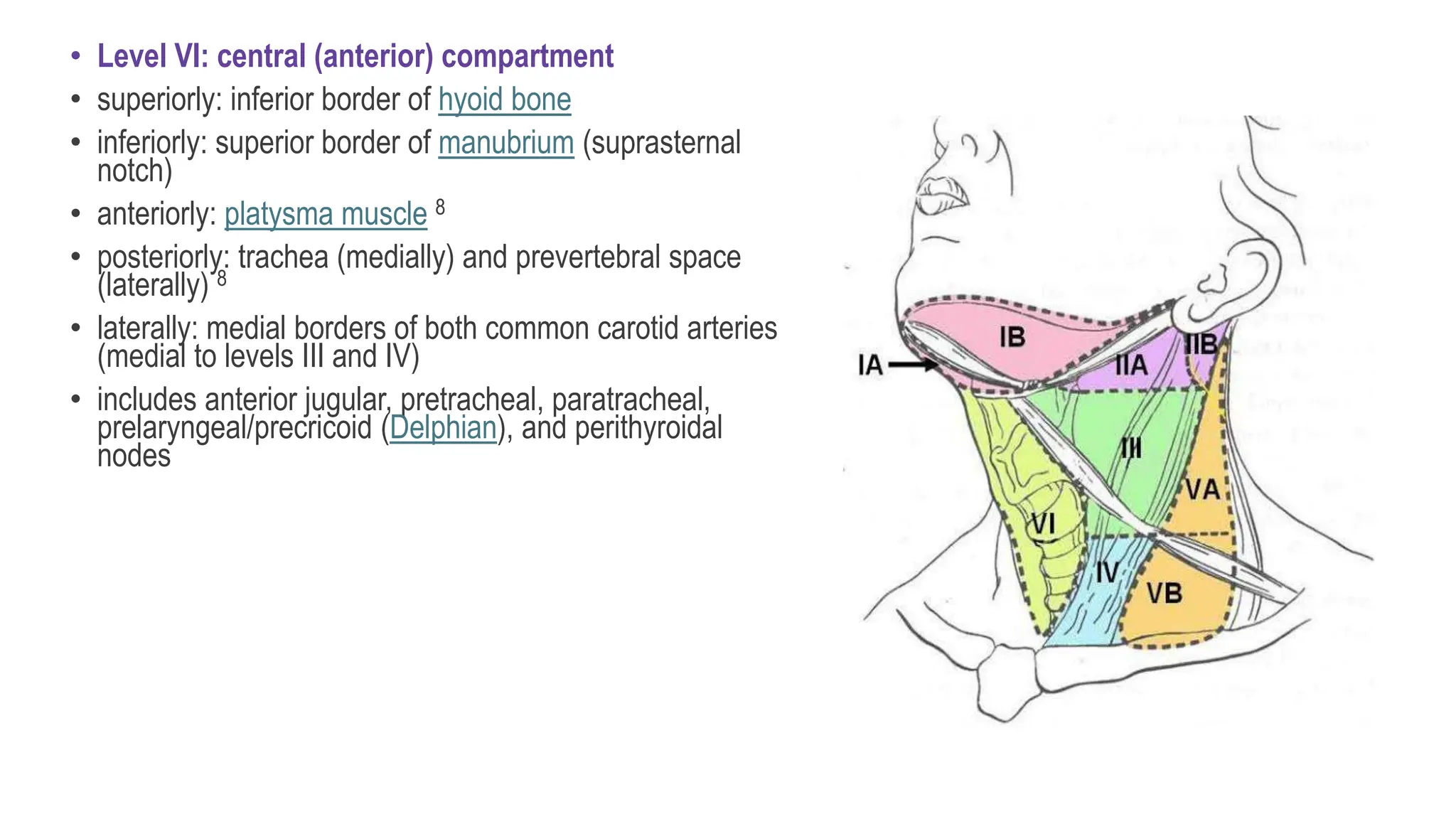 Neck Levels.. a presentation of the various Neck Levels | PPTX