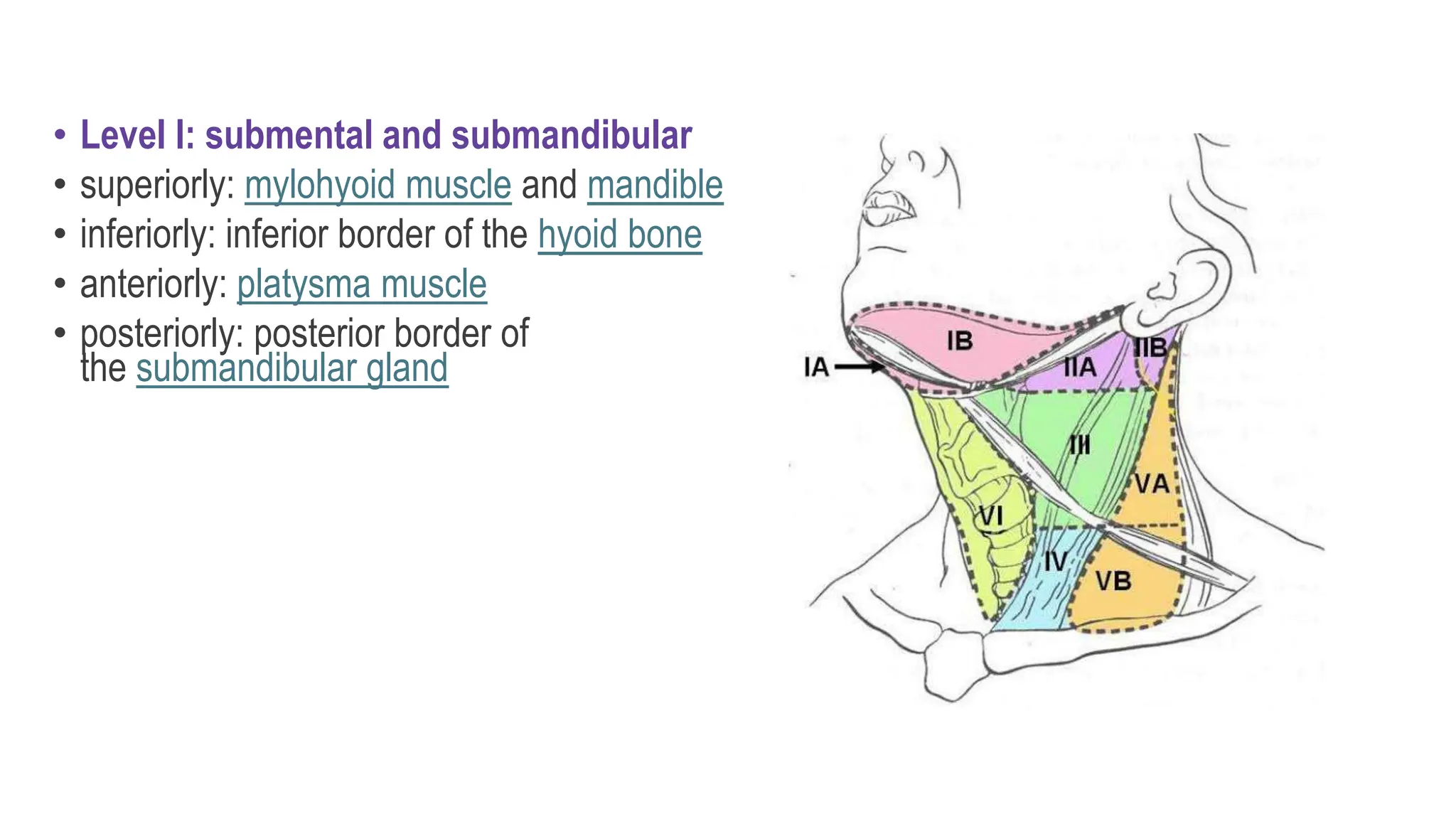 Neck Levels.. a presentation of the various Neck Levels | PPTX