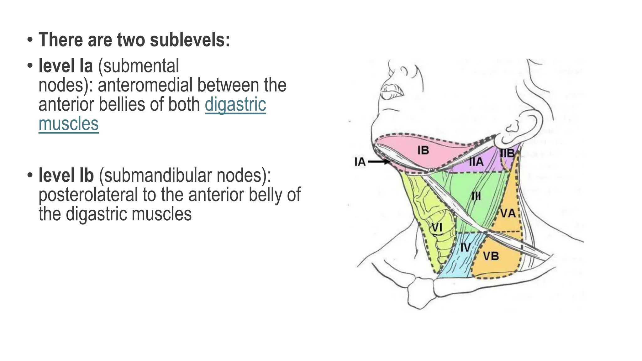 Neck Levels.. a presentation of the various Neck Levels | PPTX