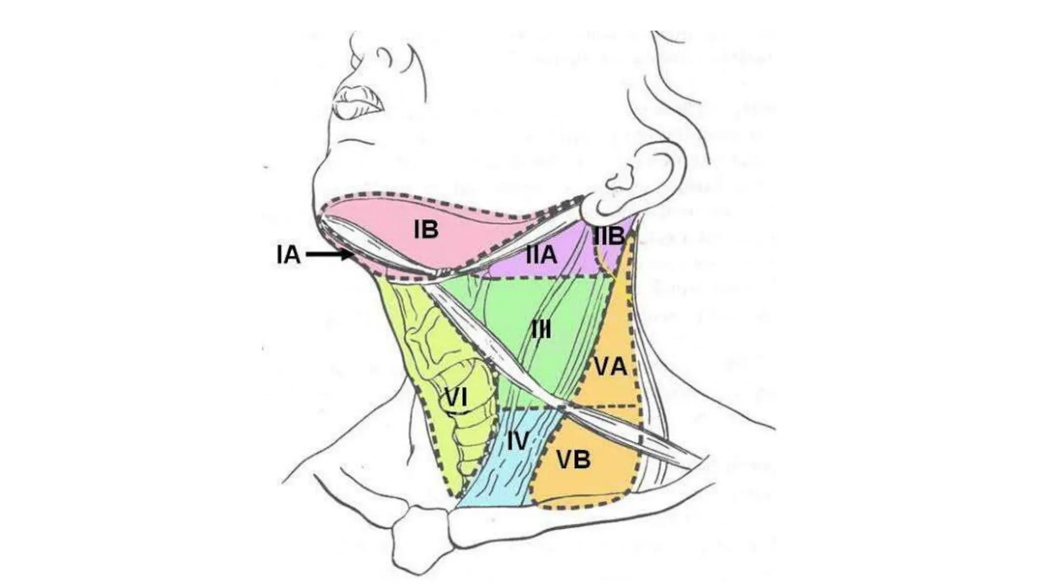 Neck Levels.. a presentation of the various Neck Levels | PPTX